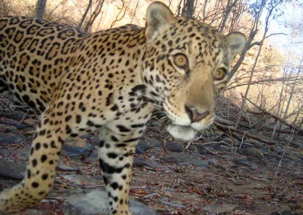 O Boqueirão da Onça - ((o))eco