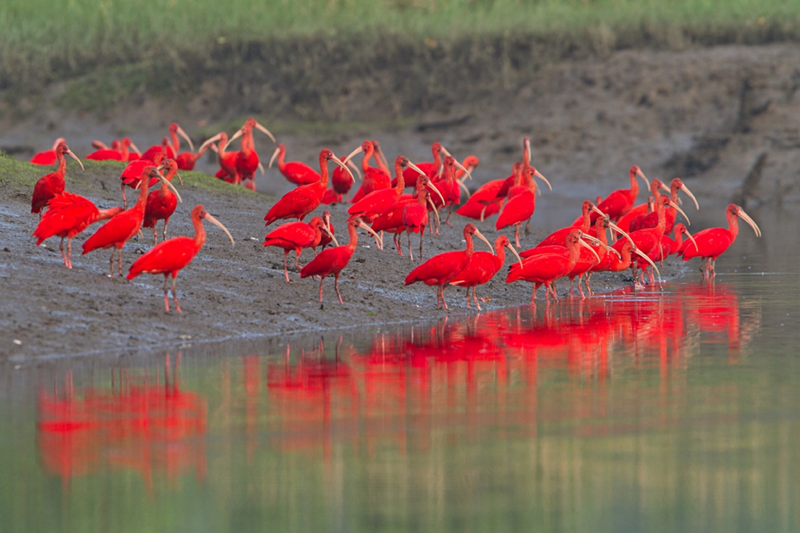 Os Guarás que habitam os manguezais de Cubatão - ((o))eco
