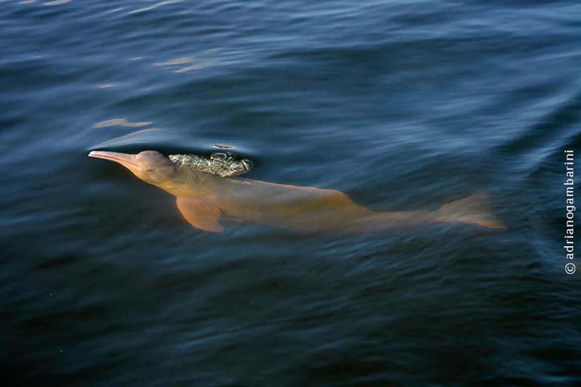 Pesca da piracatinga: o boto-rosa não pode ser isca - ((o))eco