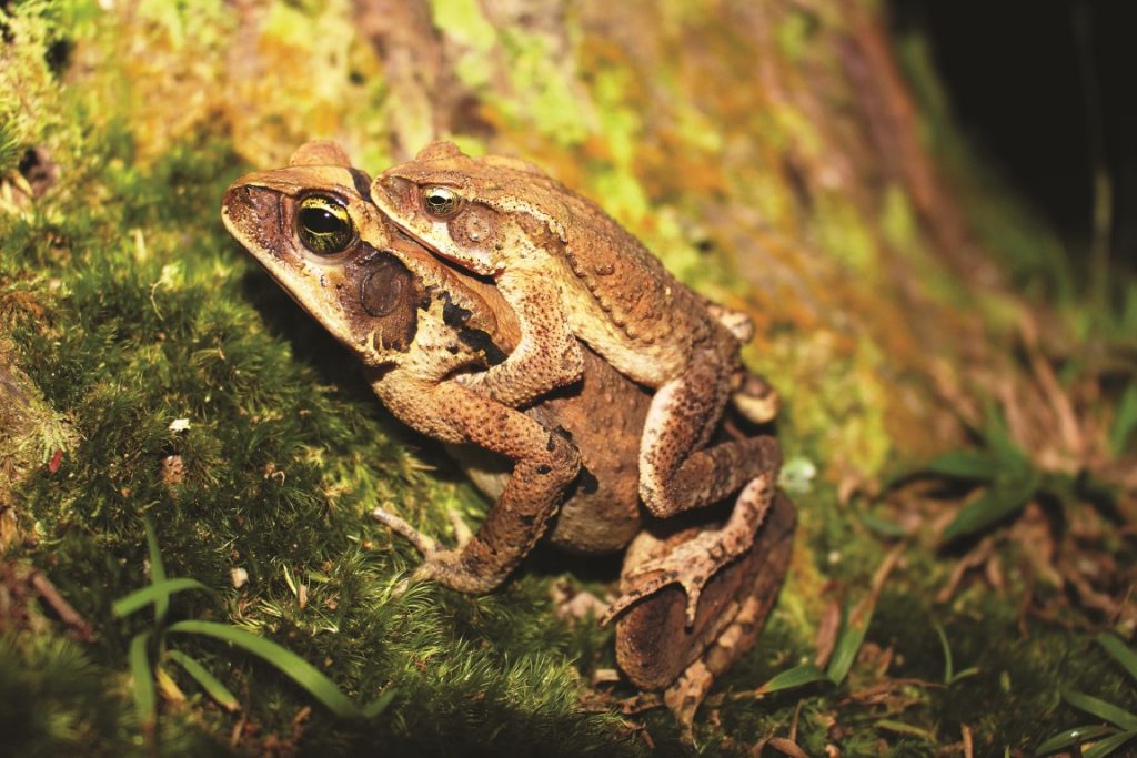 Mata Atlântica: estudo indica onde investir para conservar melhor - ((o ...