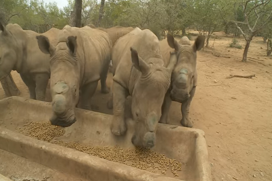 Organização devolve cinco filhotes de rinocerontes à natureza - ((o))eco