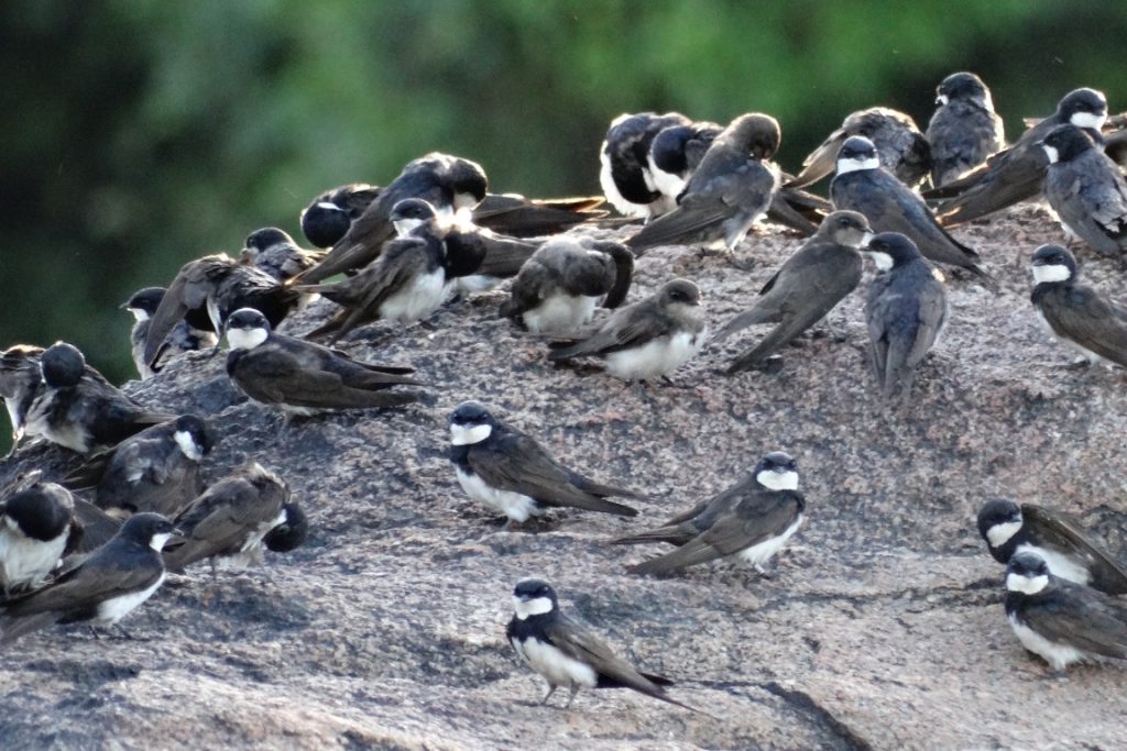 Brasil ganha lista de aves migratórias - ((o))eco