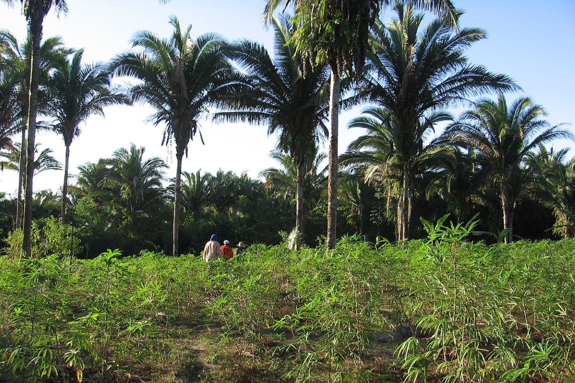Vídeo: O que vem a ser a riqueza do coco de babaçu? Por Edmond Baruque ...