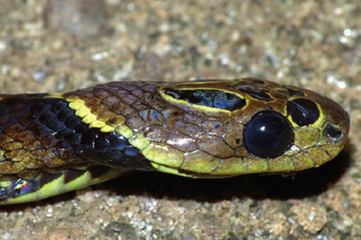 Pesquisadores fazem registro raro e descobrem nova espécie de cobra da ...