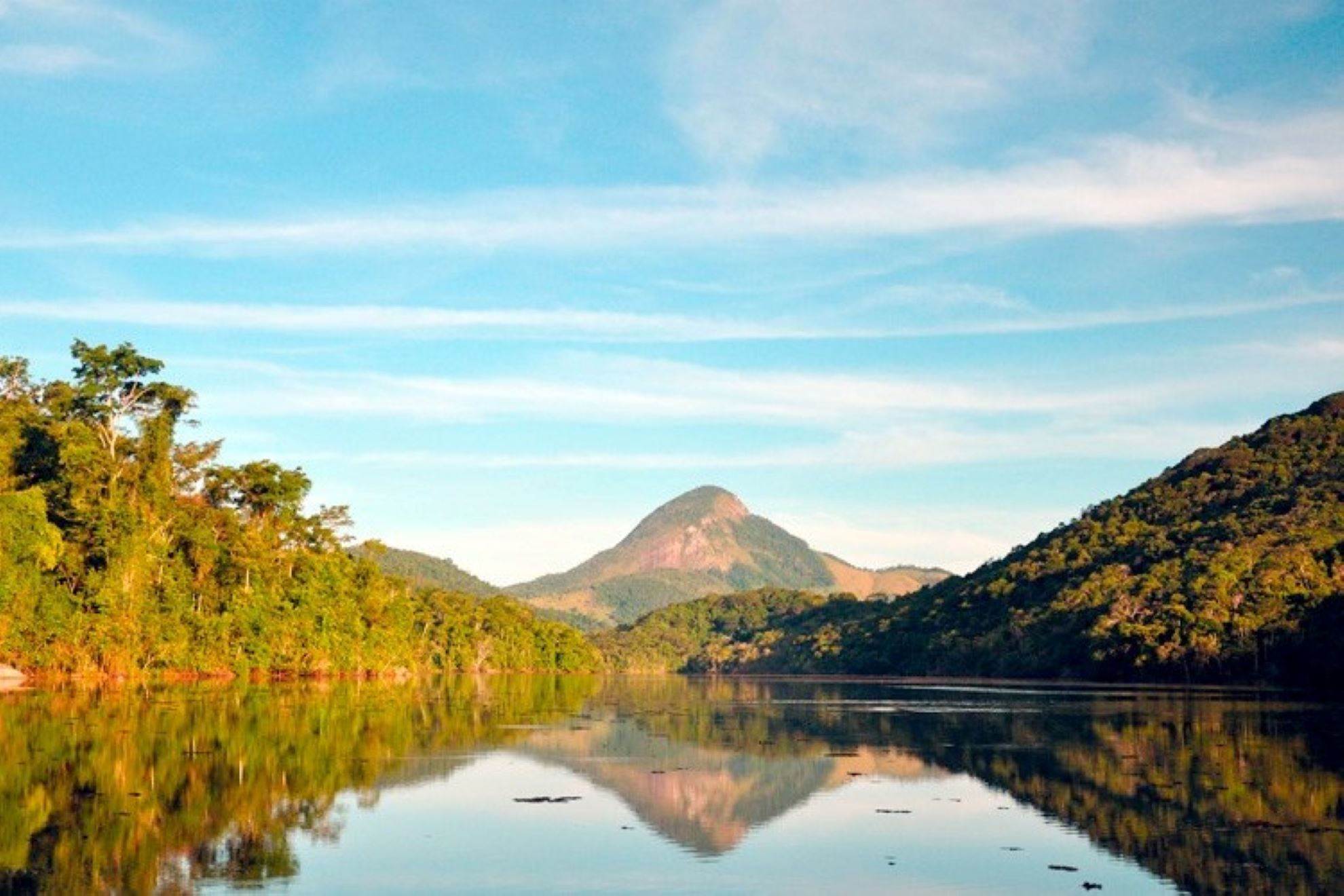 Nova espécie de planta da Mata Atlântica é encontrada no Espírito Santo ...