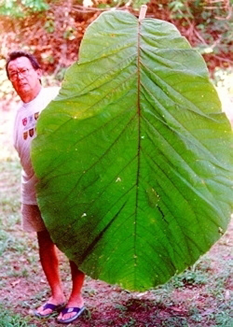 As campinas da Amazônia - ((o))eco