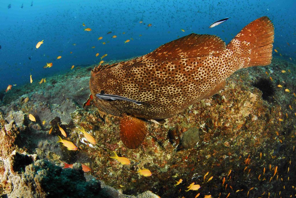 Moçambique: riqueza marinha sobrevive - ((o))eco
