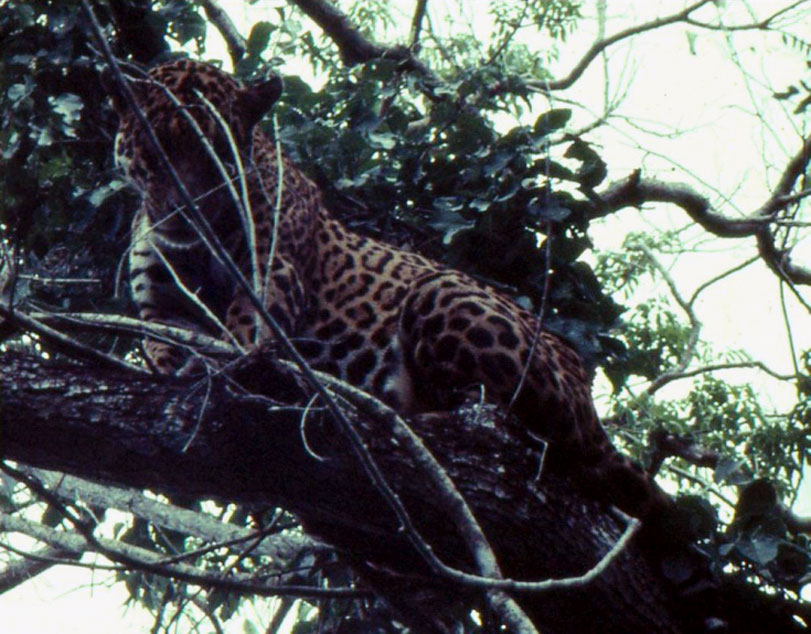 Técnicas de captura de onça e o jovem Mr. Wonderful - ((o))eco