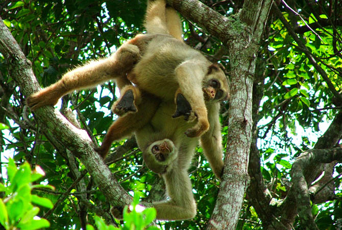 Muriqui: candidato a mascote da Rio 2016 - ((o))eco