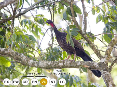Estado das aves da Caatinga é avaliado - ((o))eco