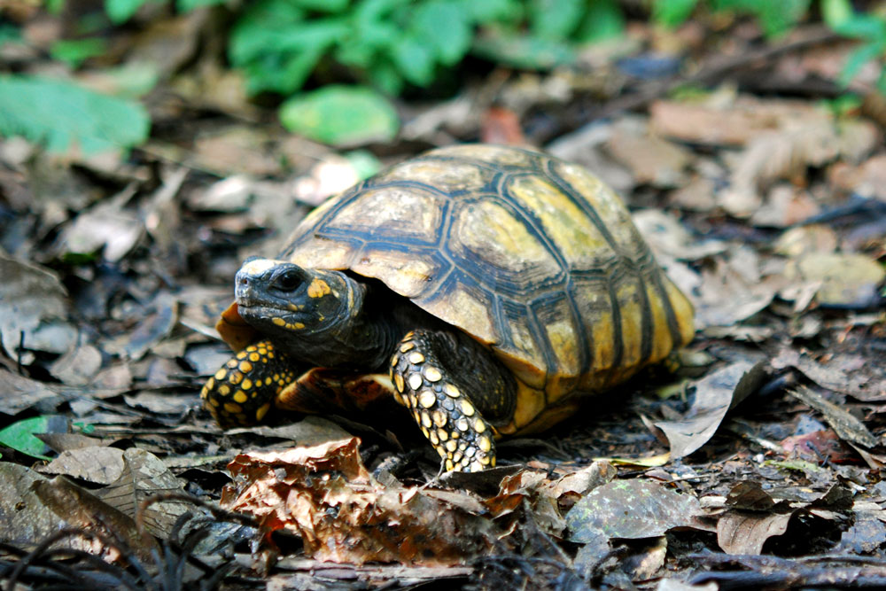 Aprenda a diferença entre cágados, jabutis e tartarugas - ((o))eco