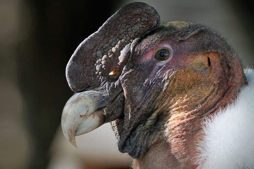 Envergadura Do Condor Andino