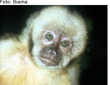 Macacos pagam o pato - ((o))eco