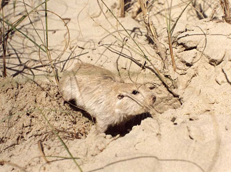 A hora e a vez do tuco-tuco | ((o))eco